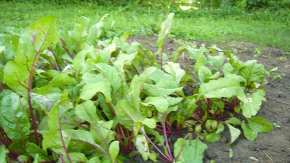 King Tom’s Beet Farm – King Tom's Kingdom